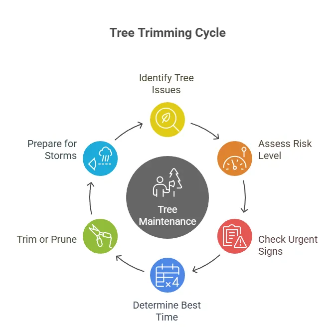 Signs Your Tree Needs Trimming | Easy Guide